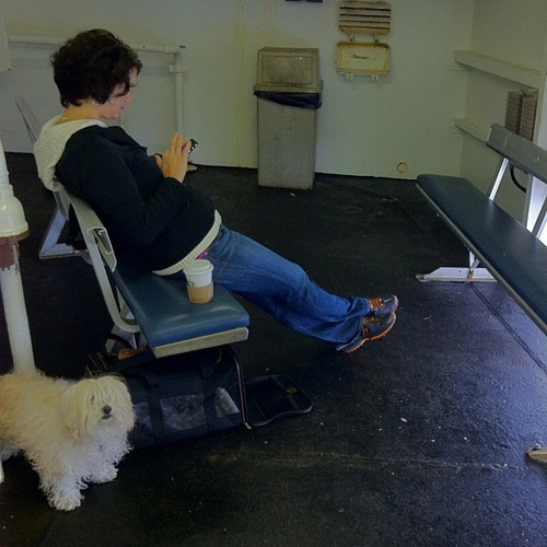 How To Travel With Pets On BC Ferries Island RV Guide